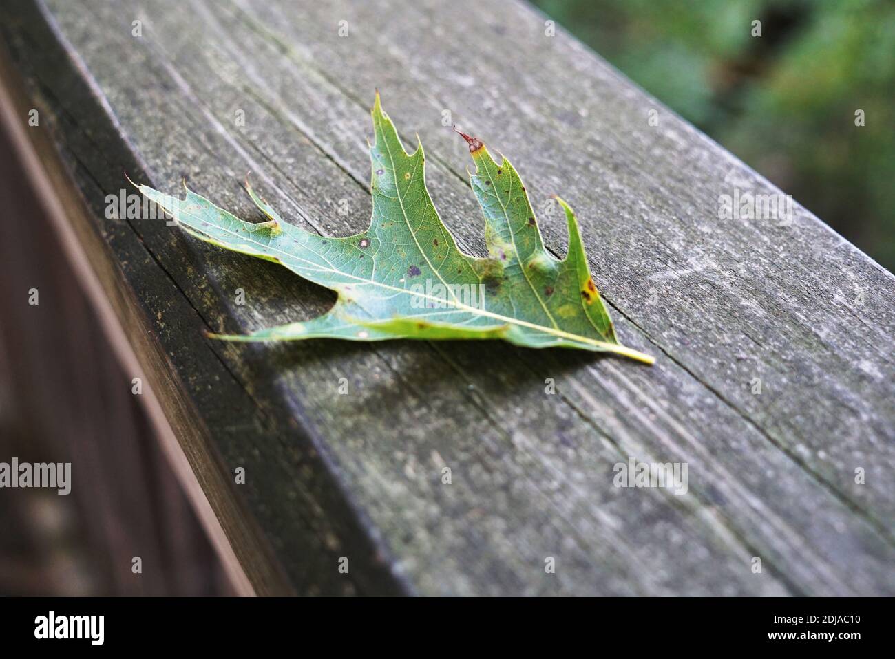 Green fallen oak leaf on an old worn wooden floor in a park in Holland ...