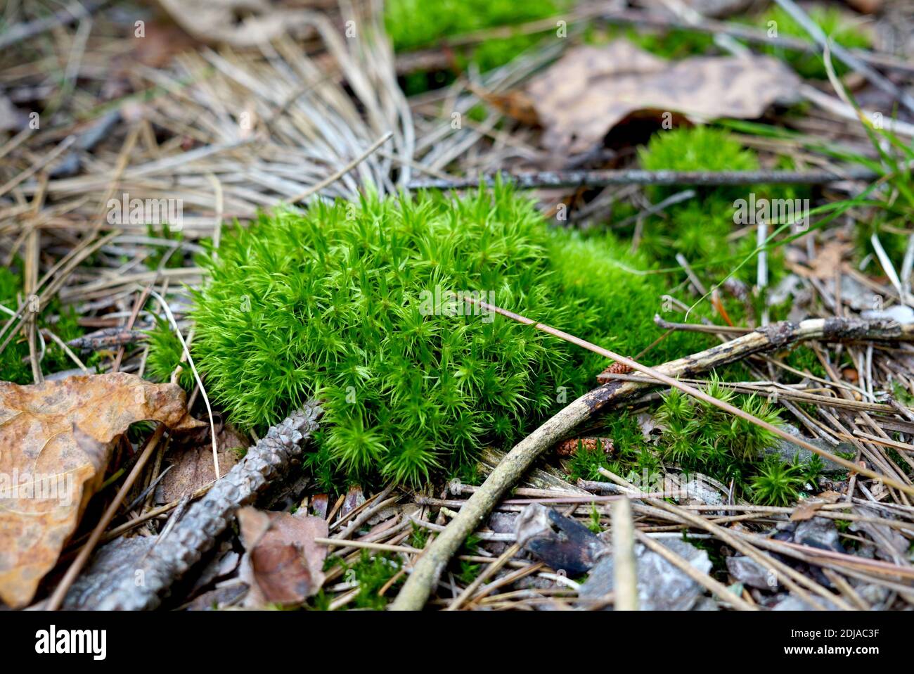 Old thorn bush hi-res stock photography and images - Alamy