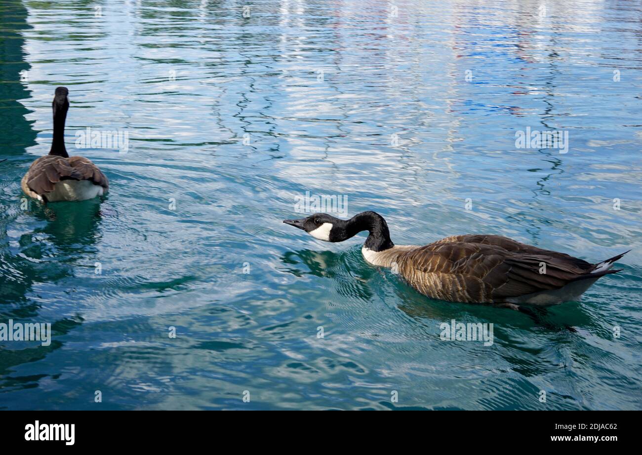 Group of goose swim hi-res stock photography and images - Alamy