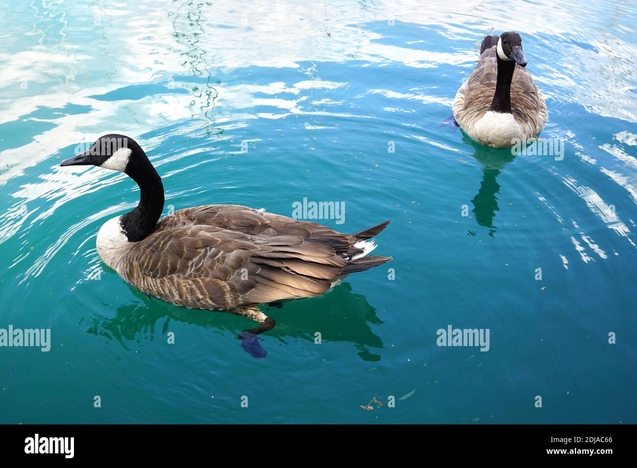 Lake Michigan In Chicago. One bird is looking at the camera. The second ...