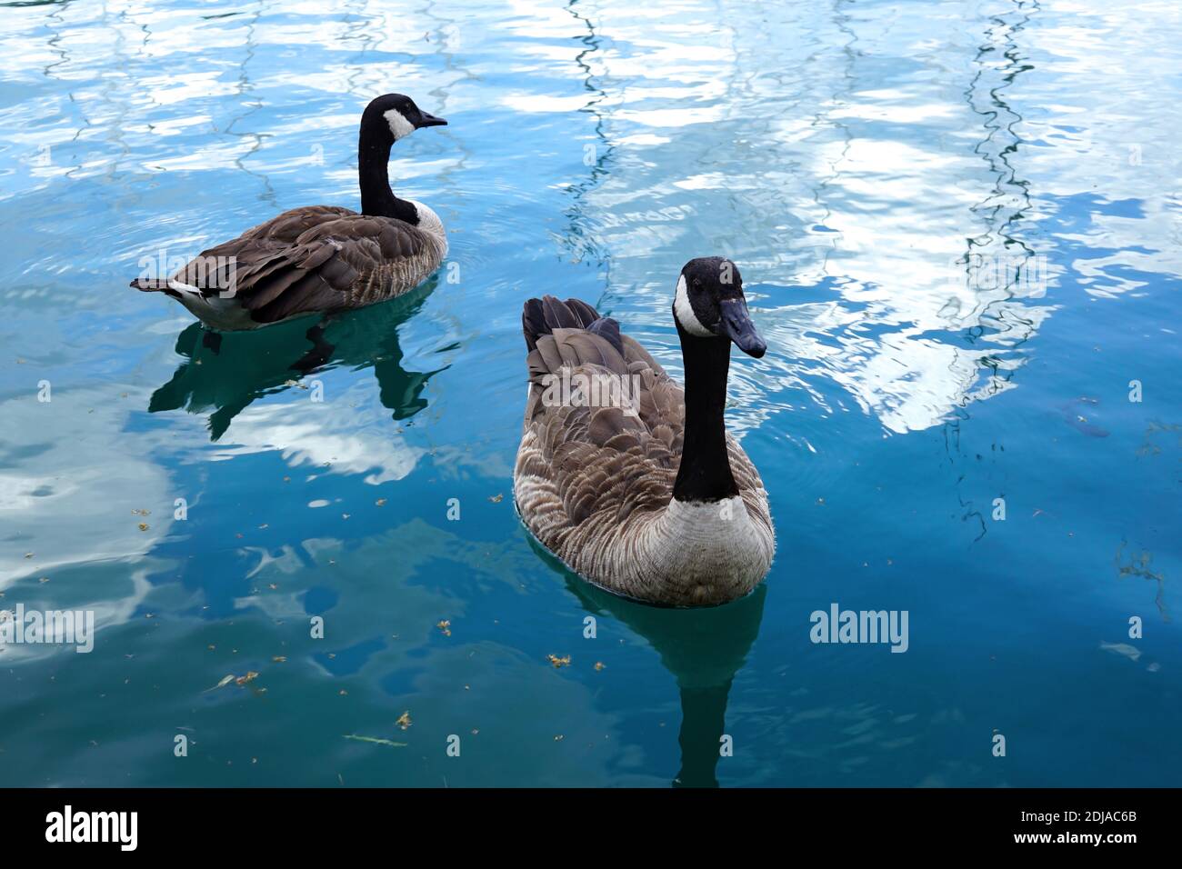 Water of Lake Michigan In Chicago. One bird is looking at the camera ...