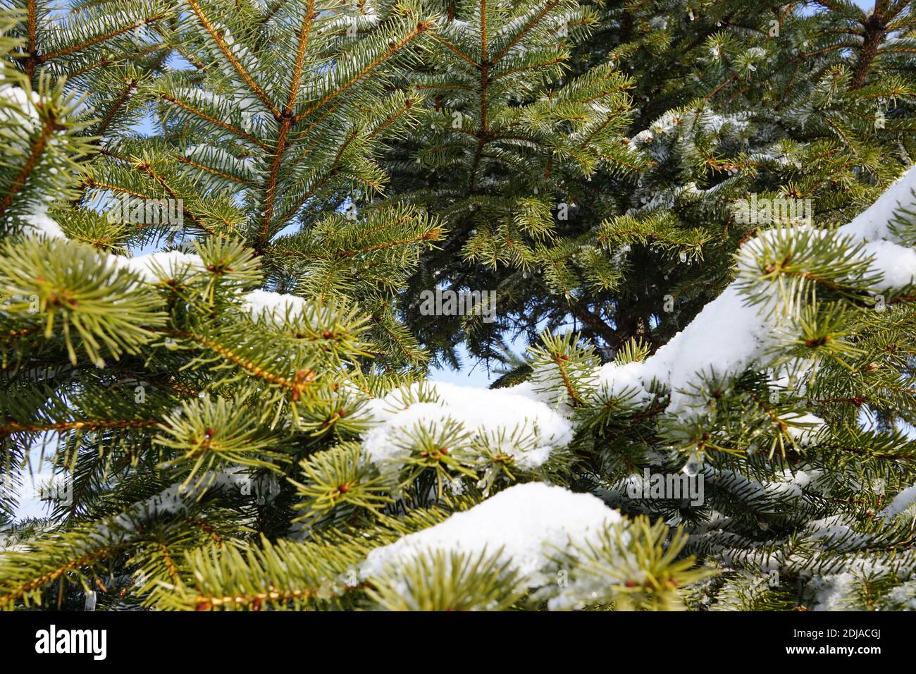 Fir seasonal hi-res stock photography and images - Alamy