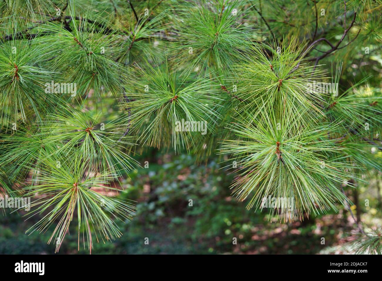 Long green needles hi-res stock photography and images - Alamy