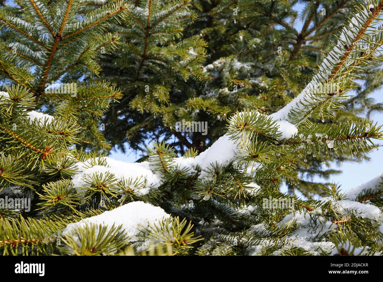 Fir seasonal hi-res stock photography and images - Alamy