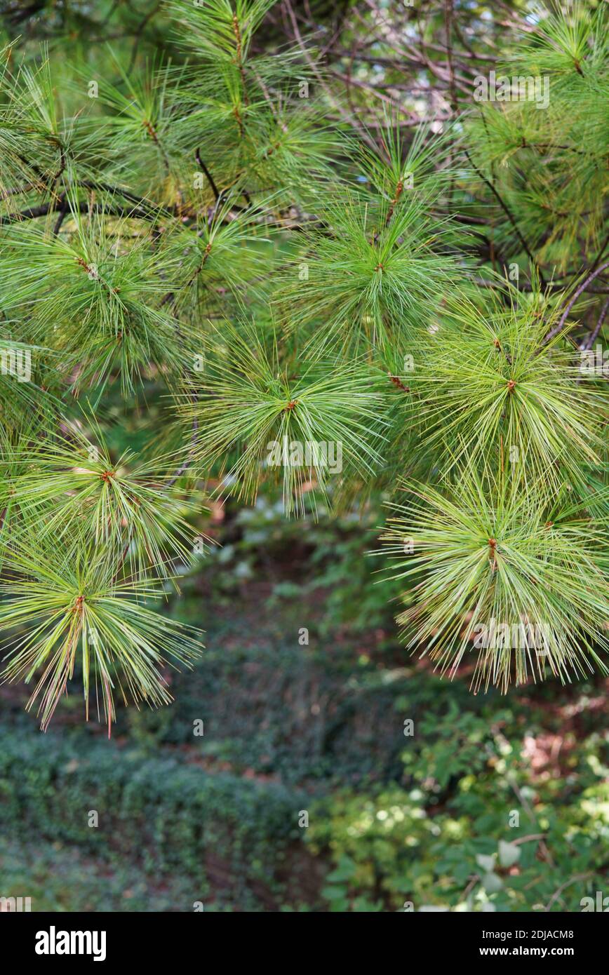 Long green needles hi-res stock photography and images - Alamy