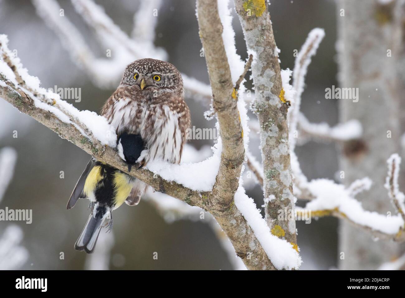 Small predator Eurasian Pygmy Owl, Glaucidium passerinum sitting on a ...