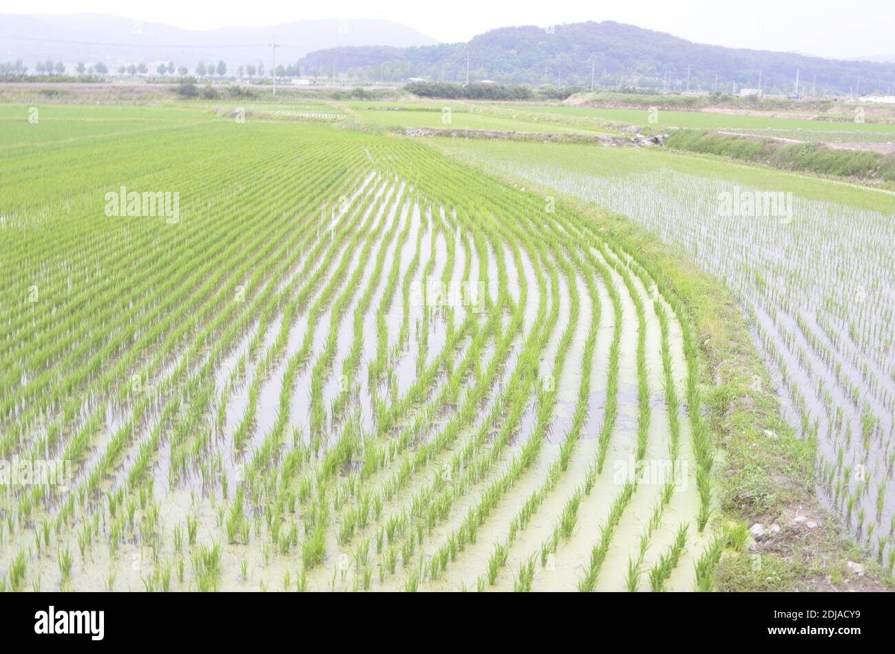 Korea rice fields hi-res stock photography and images - Alamy