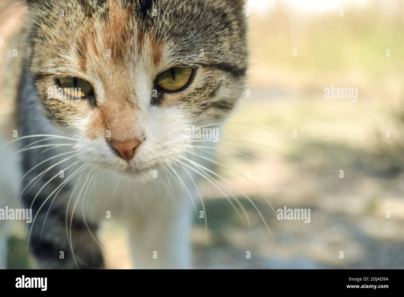 Colorful and cute cat, which has beautiful and sharp eyes on the soil ...