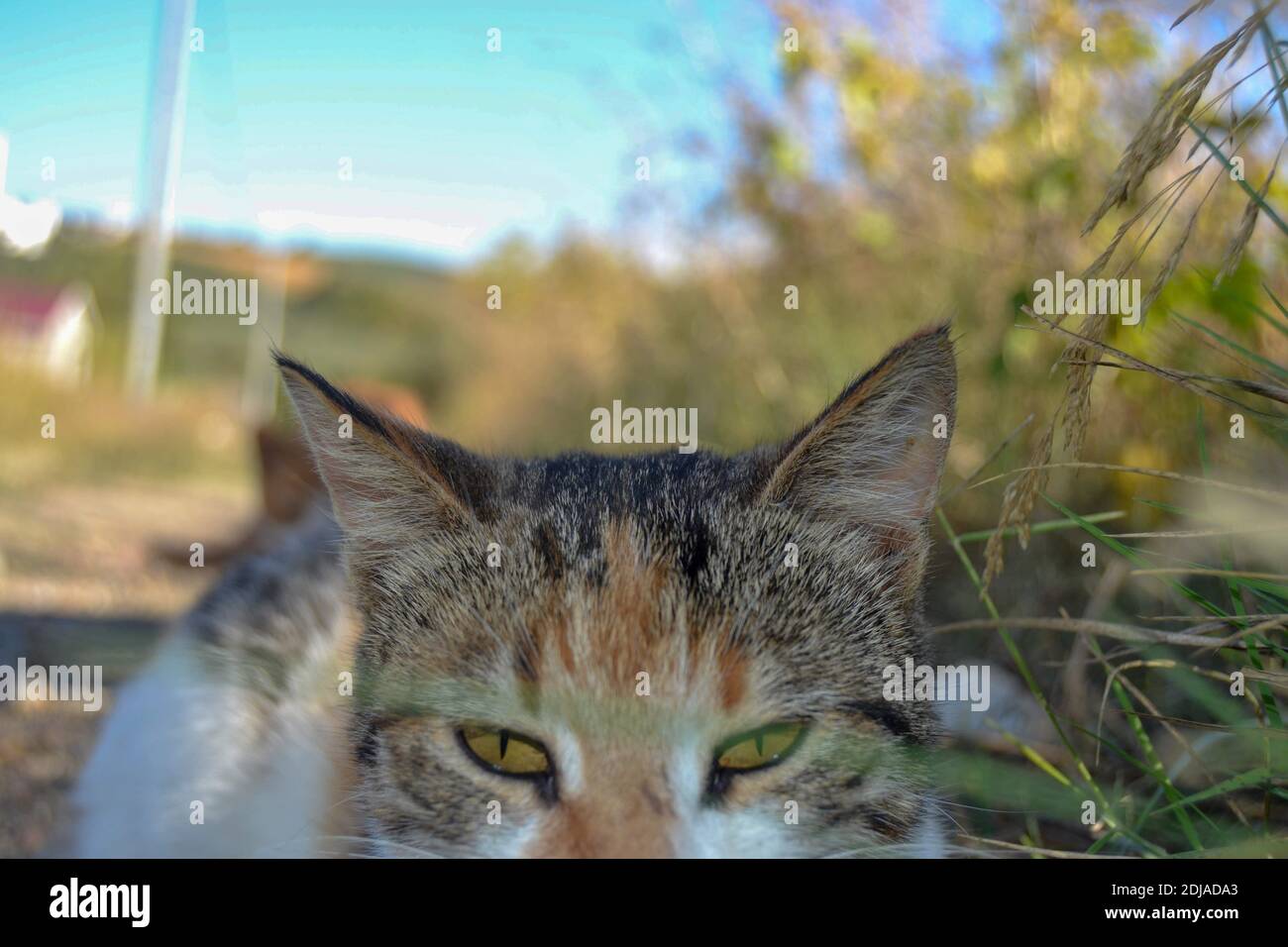 Colorful and cute cat, which has beautiful and sharp eyes on the soil ...