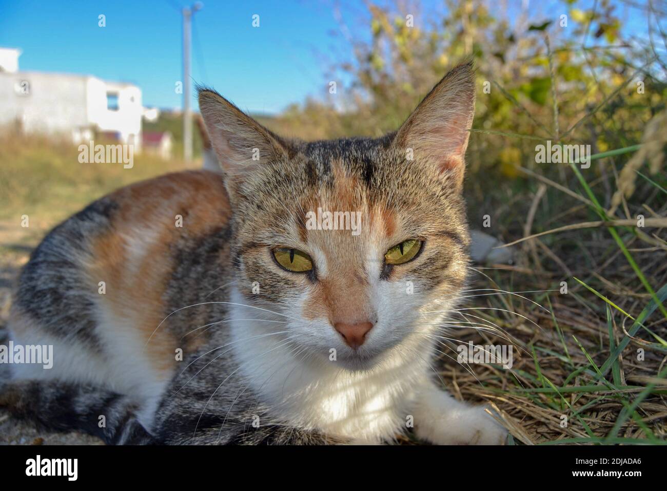 Colorful and cute cat, which has beautiful and sharp eyes on the soil ...