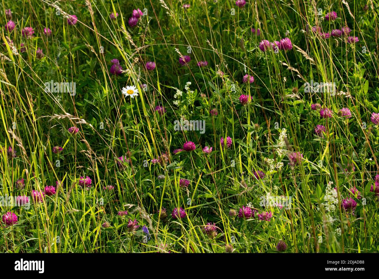 Meadow plants hi-res stock photography and images - Alamy