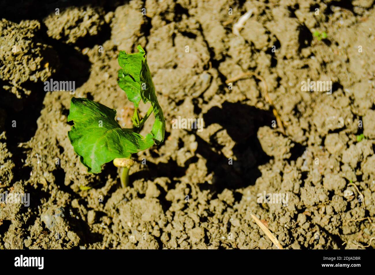 Small and green sapling on the farmed soil. Sapling shadows on the soil ...