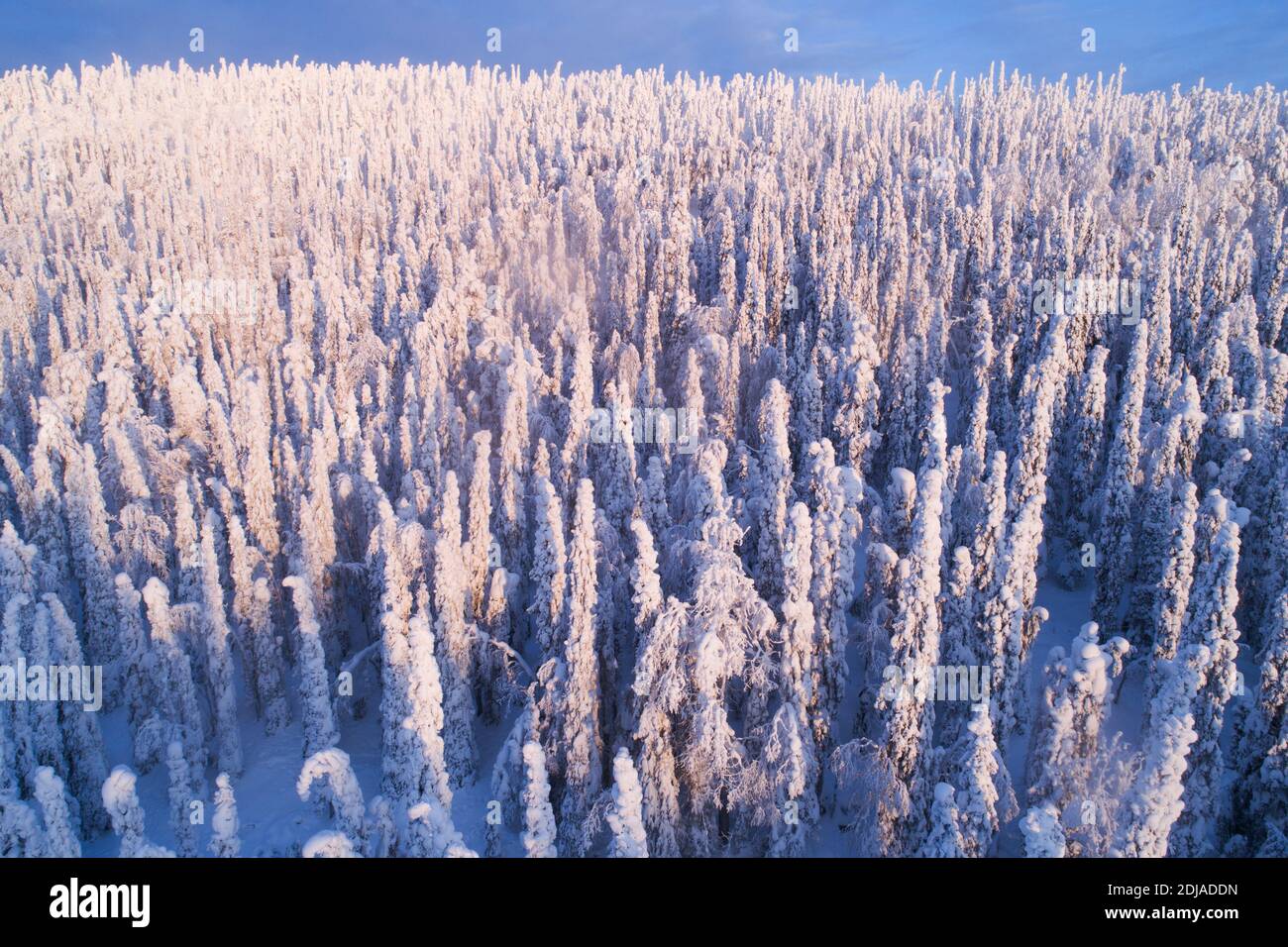 Heavy snow covered spruce trees in a cold winter wonderland on ...
