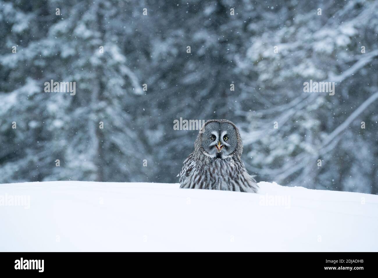 Great Grey Owl (Strix nebulosa) standing on white snow in the middle of ...