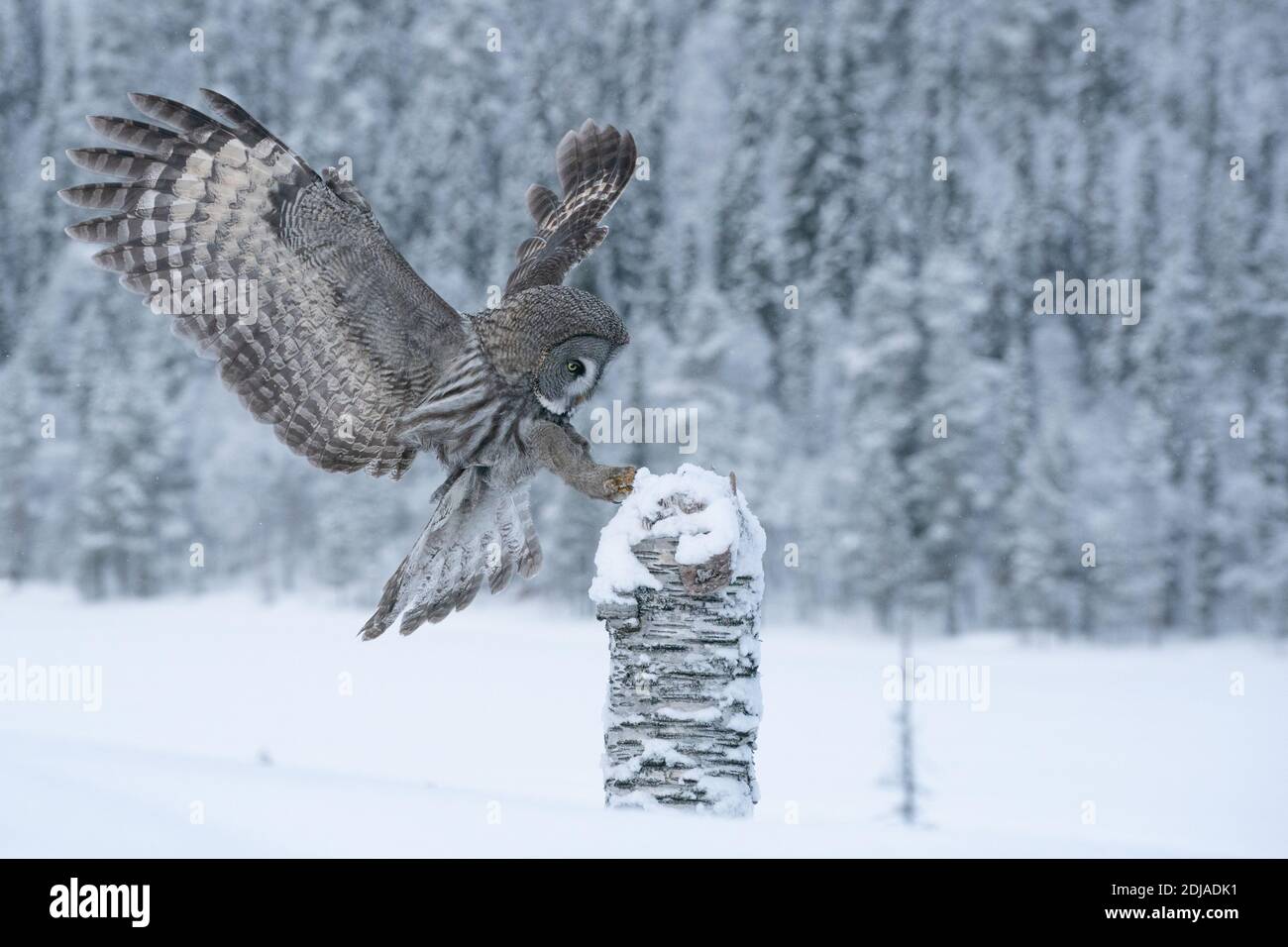 A beautiful Great Grey Owl (Strix nebulosa) landing on an old Birch ...