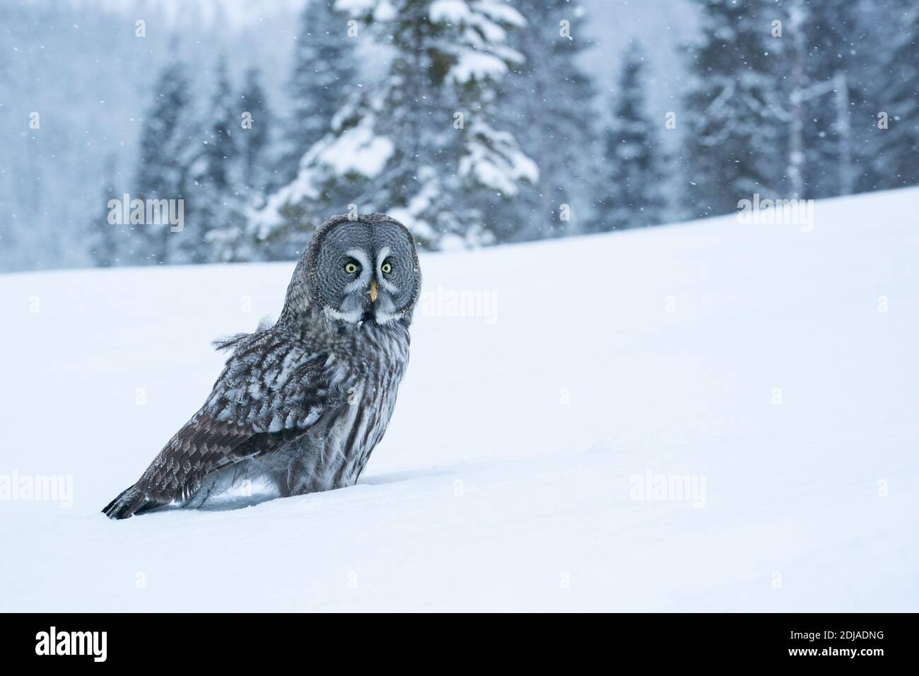 Great Grey Owl (Strix nebulosa) standing on white snow in the middle of ...