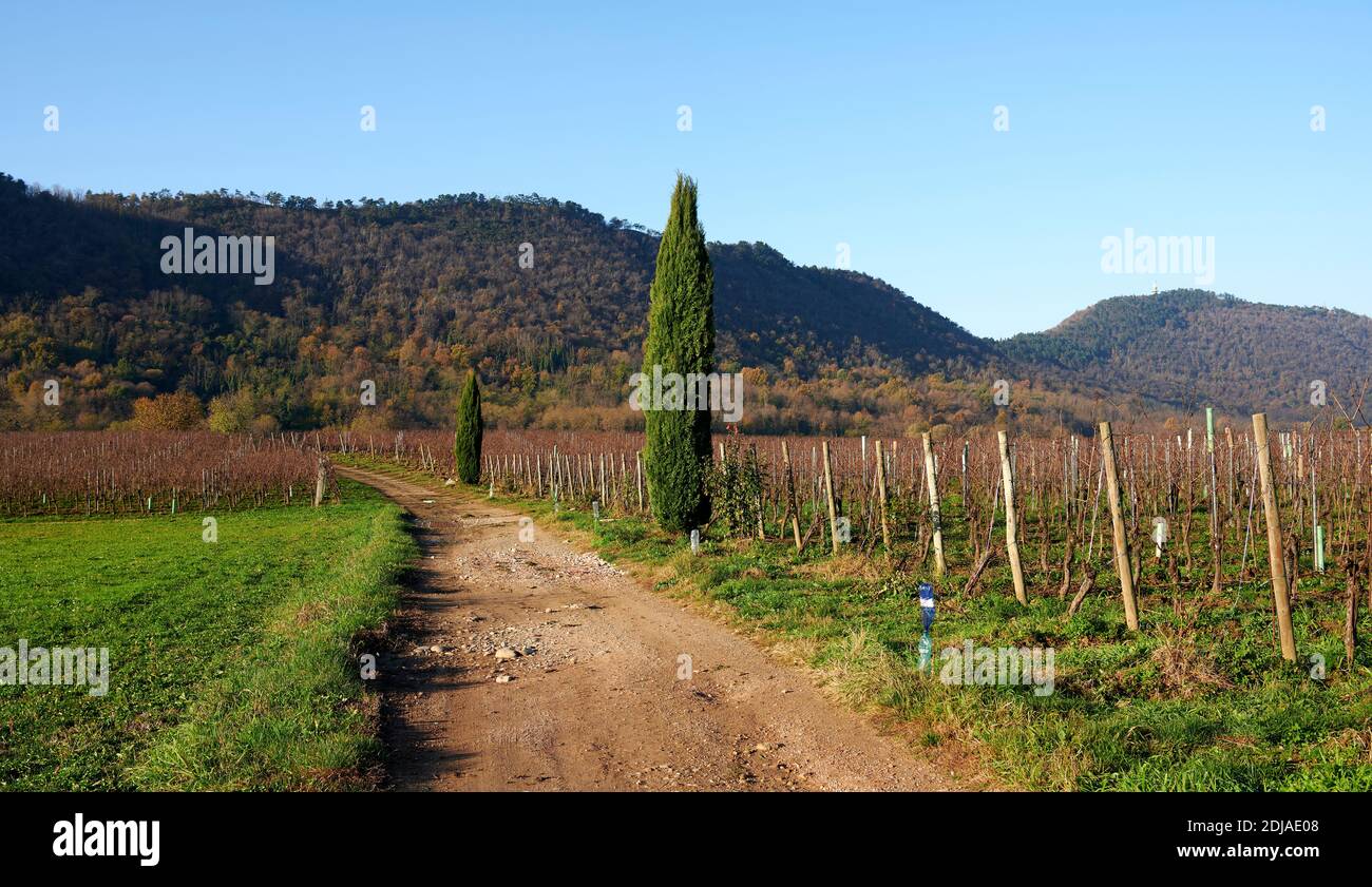 Rovato (Bs), Italy, view of the vineyards Stock Photo - Alamy