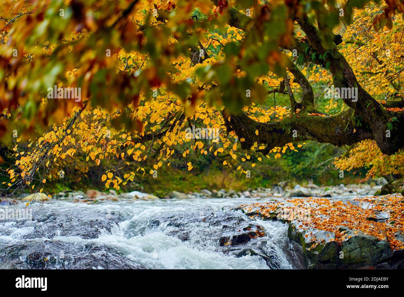 Light throught trees hi-res stock photography and images - Alamy