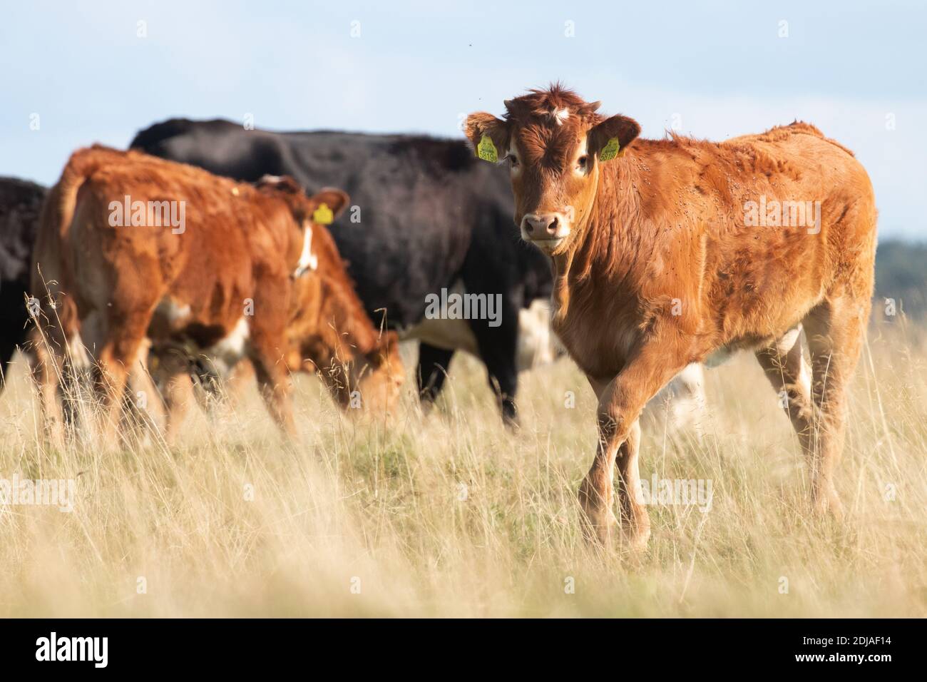Healthy cattle hi-res stock photography and images - Alamy
