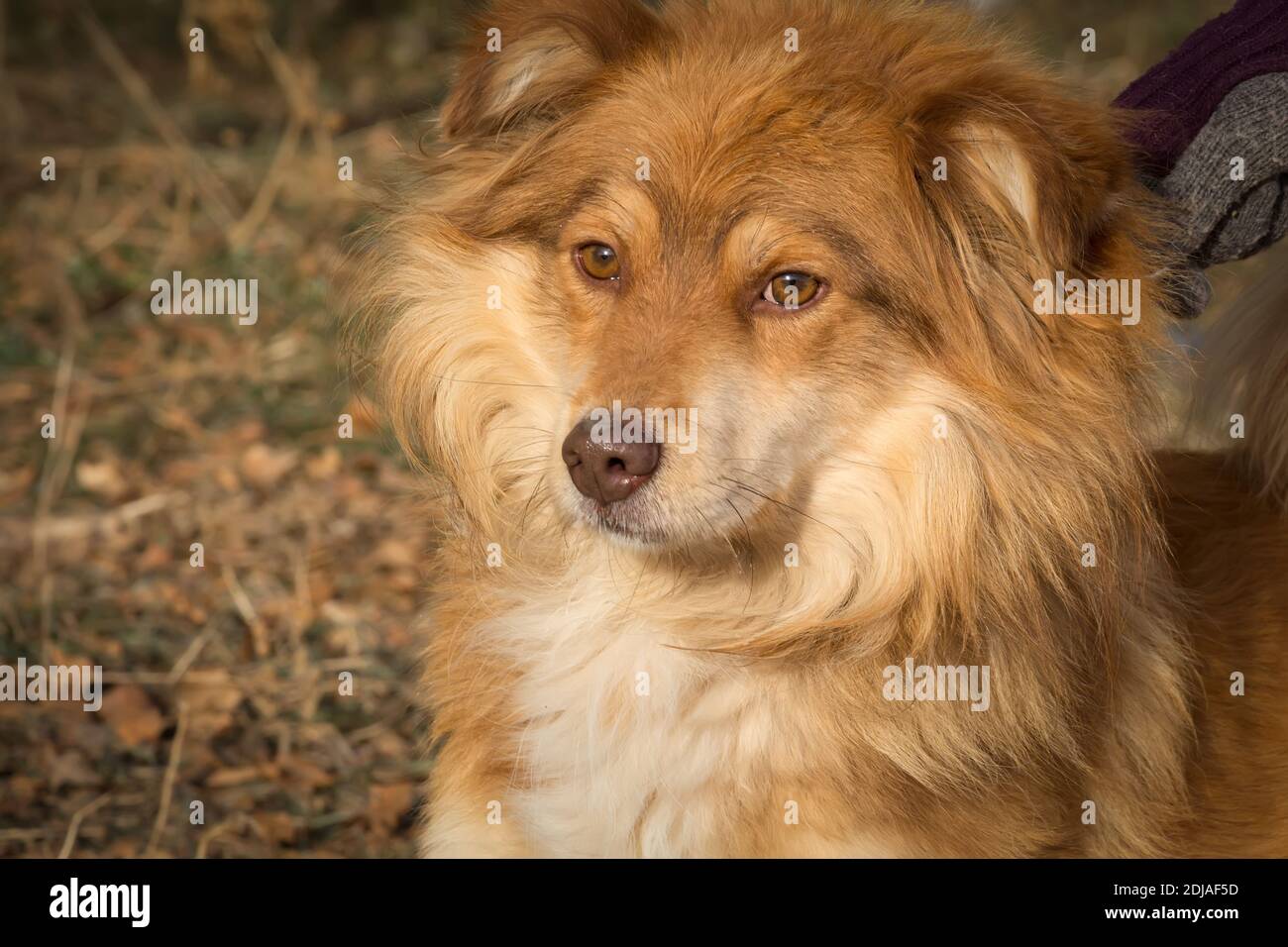 Sad lonely mixed breed dog hi-res stock photography and images - Alamy