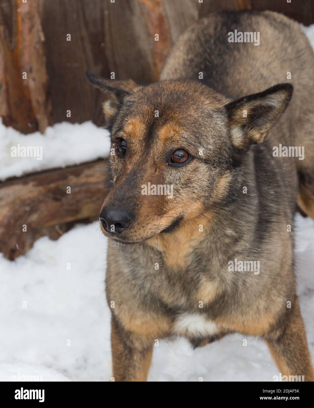 A sad miserable mongrel dog in a dog shelter Stock Photo - Alamy