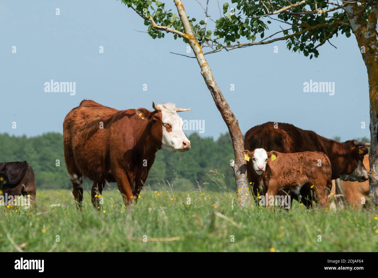 A group of beef cattle with a young calf in a shade on a summery ...