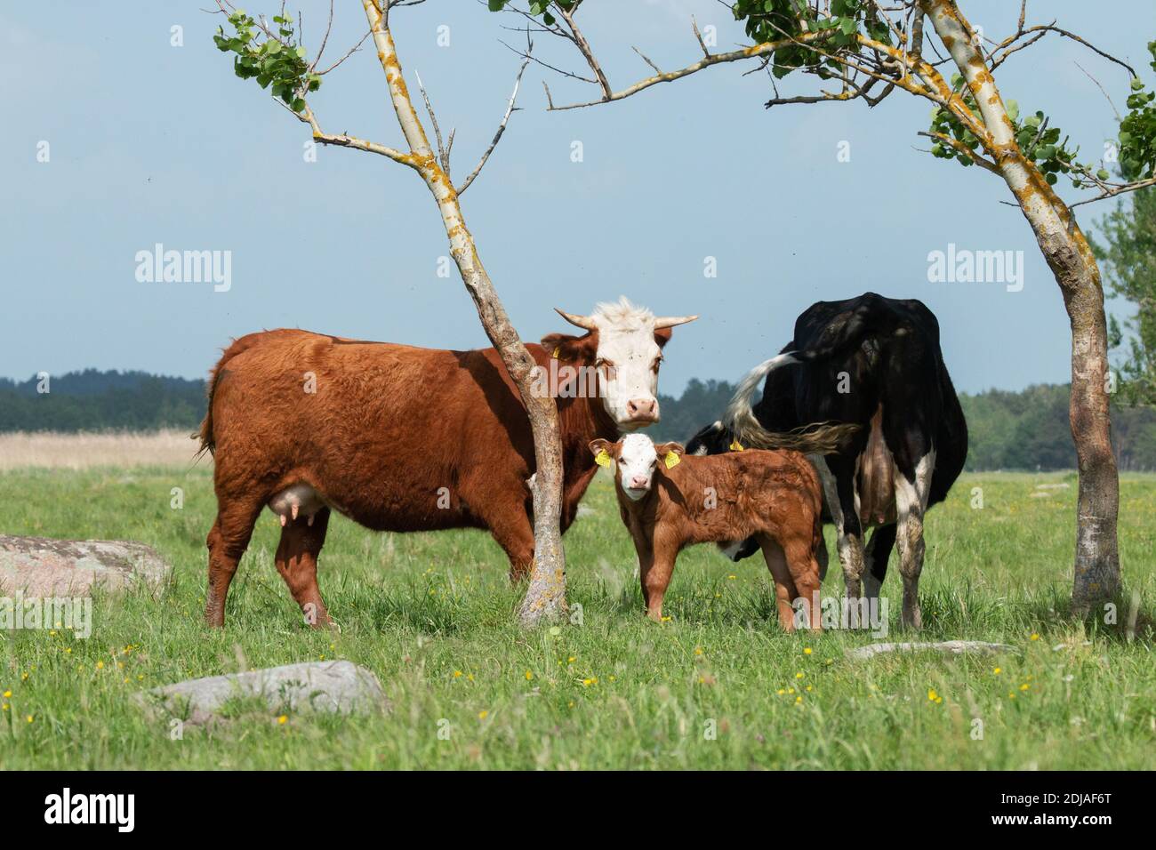 Calf shade hi-res stock photography and images - Alamy