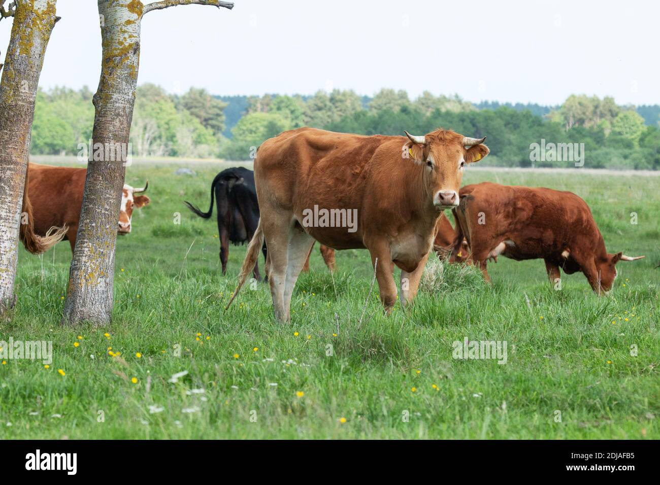 Young beef cattle hi-res stock photography and images - Alamy