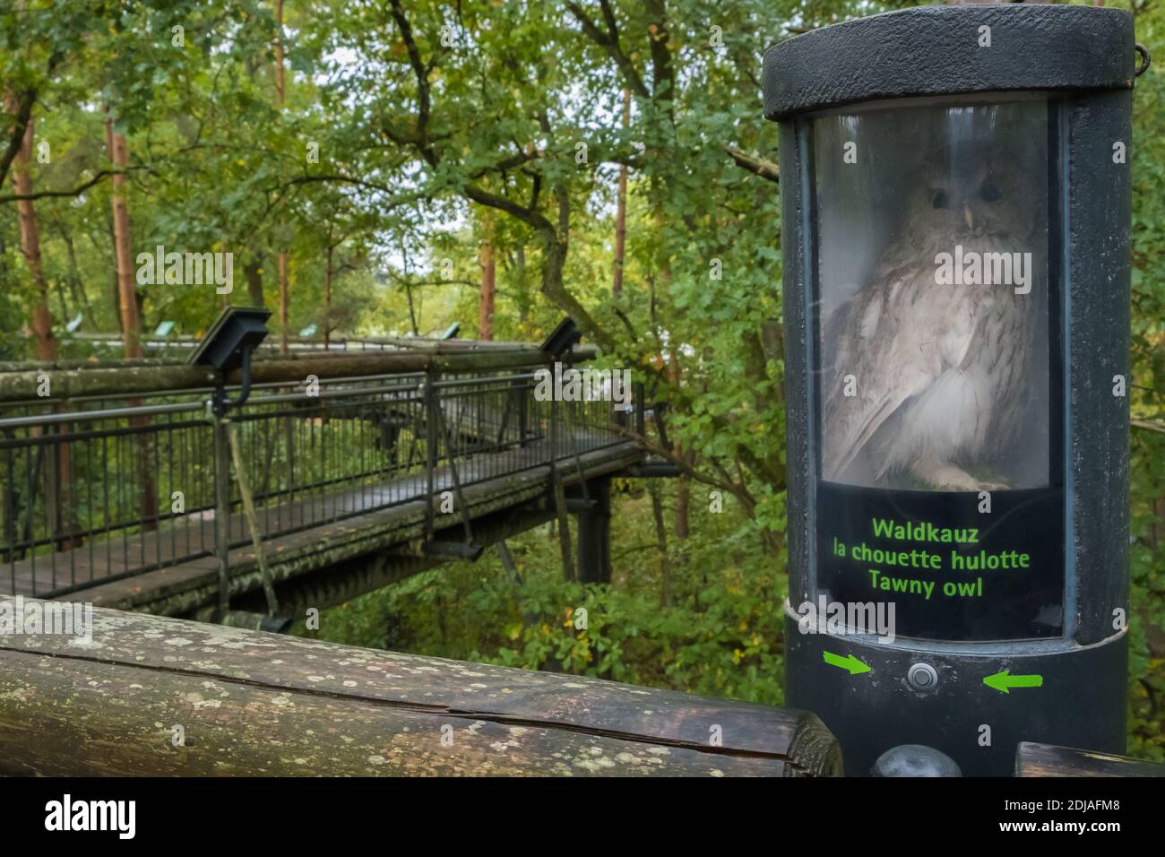 Tree top walk germany hi-res stock photography and images - Alamy