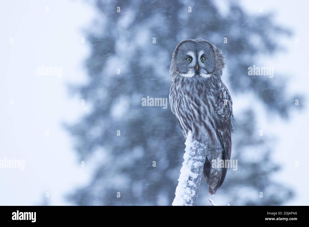 A beautiful and majestic bird of prey Great Grey Owl (Strix nebulosa ...