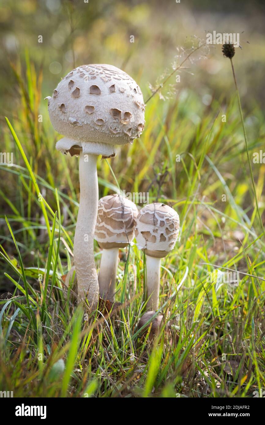 Parasol maushroom hi-res stock photography and images - Alamy