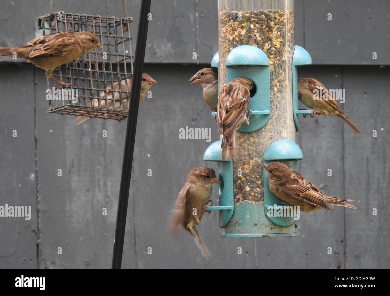 Group of birds at bird feeder hi-res stock photography and images - Alamy