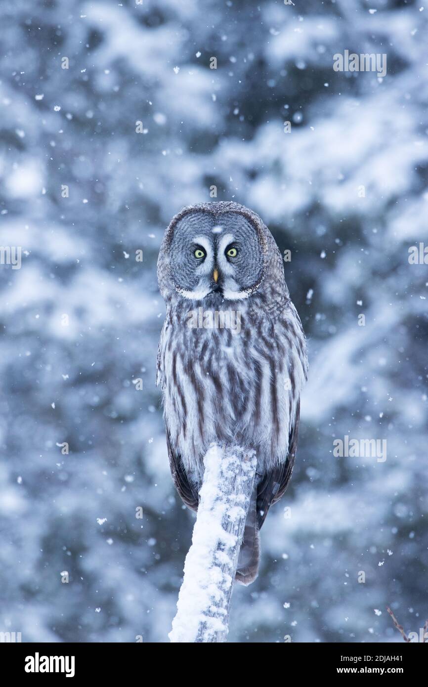 A beautiful and majestic bird of prey Great Grey Owl (Strix nebulosa ...