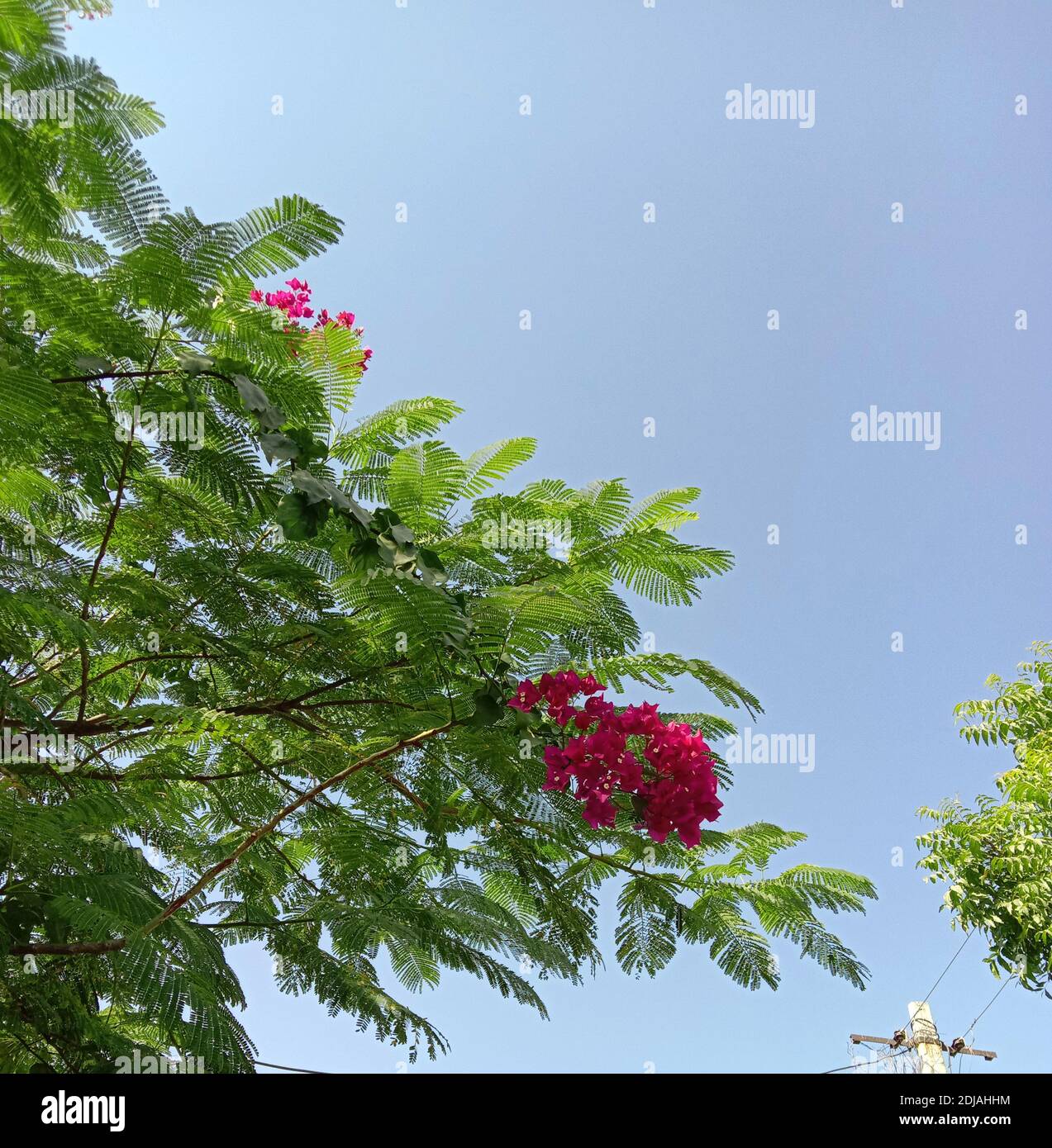 Beautiful tree leaves hi-res stock photography and images - Alamy