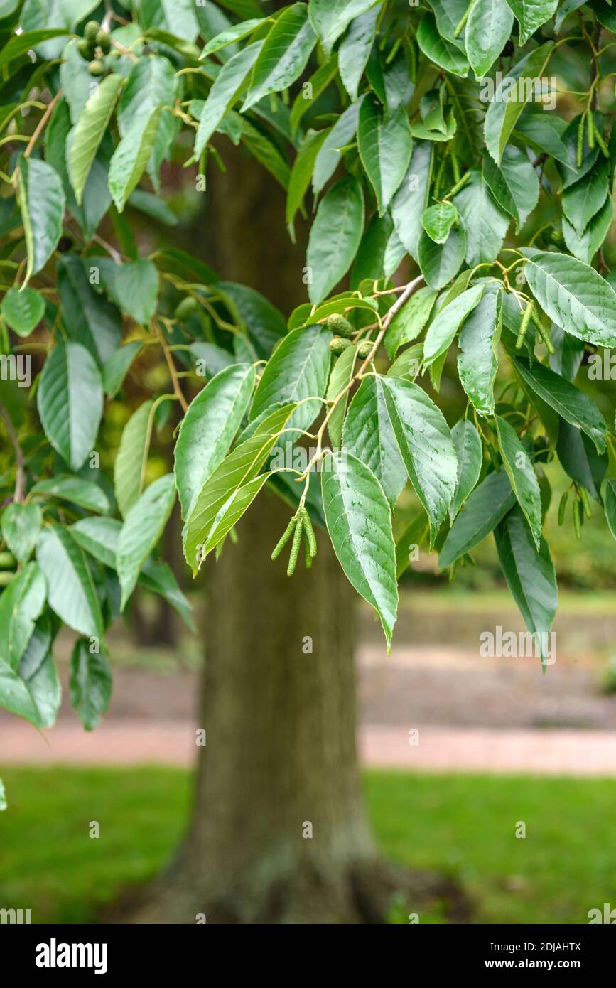 Erle hi-res stock photography and images - Alamy