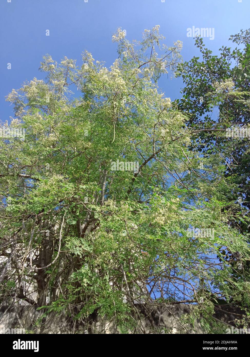 Moringa Tree High Resolution Stock Photography and Images - Alamy