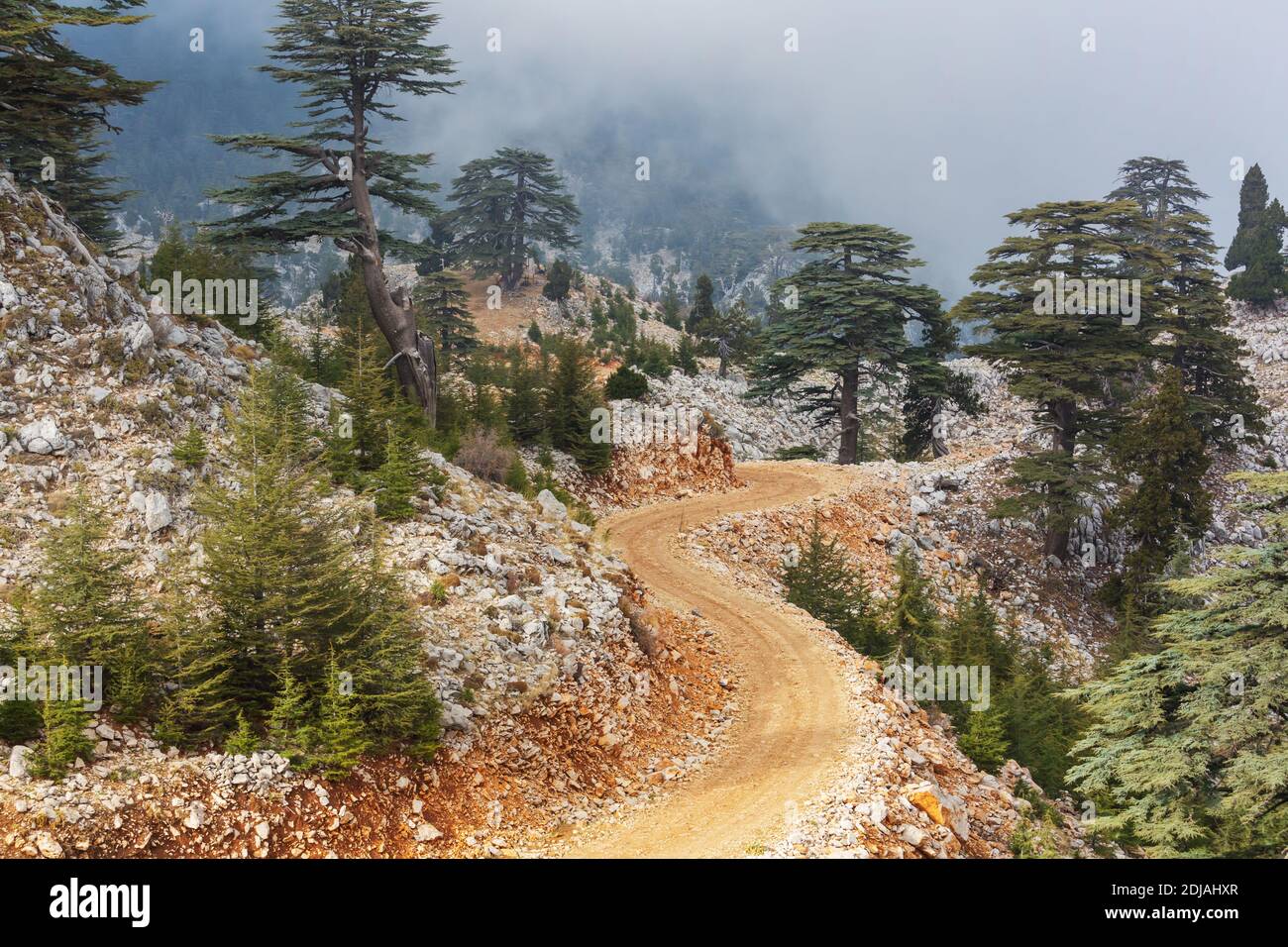Cedar trees in mountains, Turkey Stock Photo - Alamy