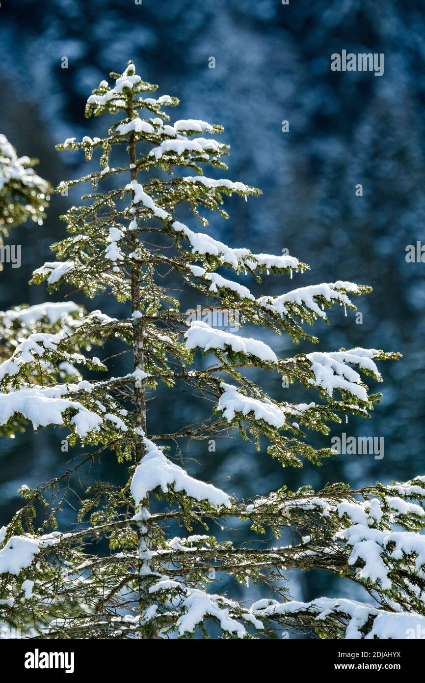 winter fir tree with snow in the Bernese Alps Stock Photo - Alamy