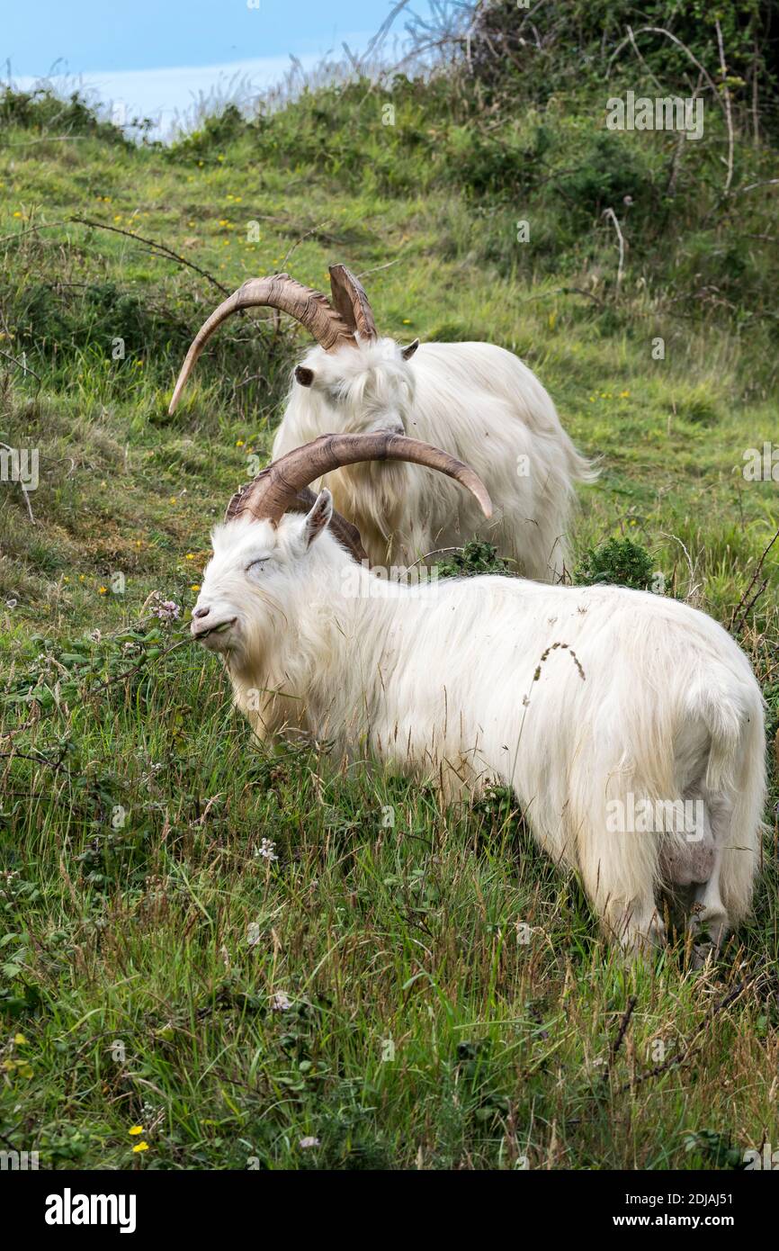 Wild goats and uk hi-res stock photography and images - Alamy