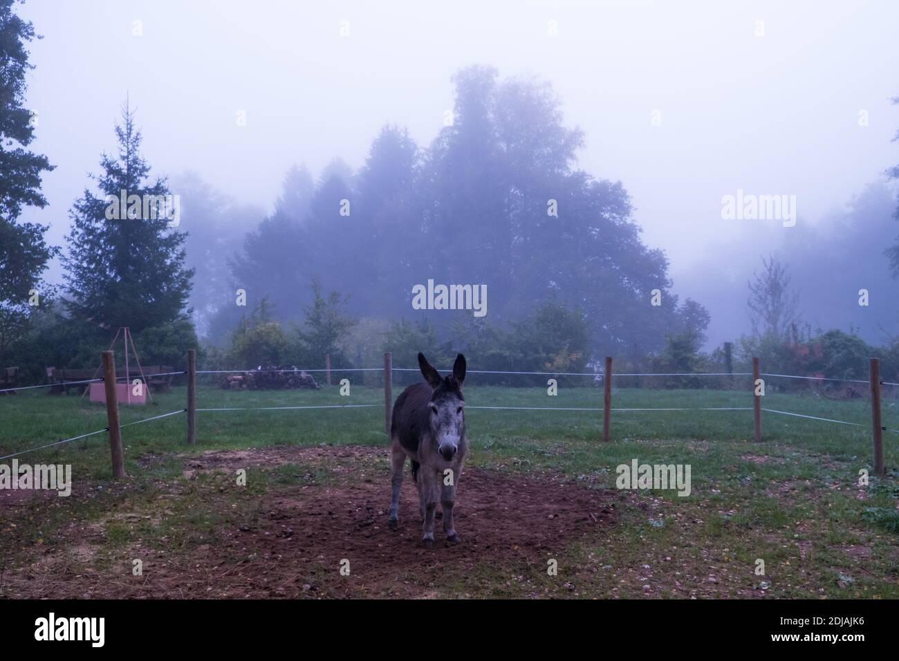 Donkeys in a pen hi-res stock photography and images - Alamy