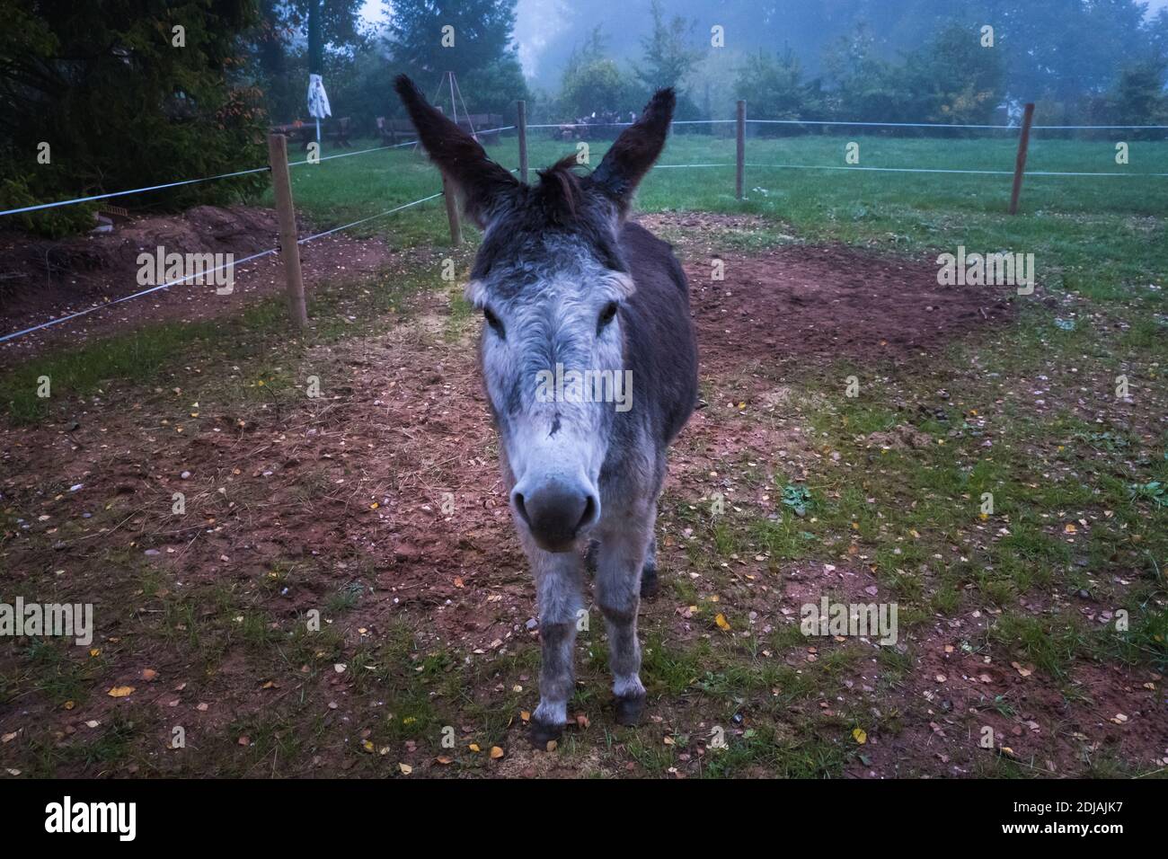 Single donkey standing alone in a paddock in the early morning, Germany ...