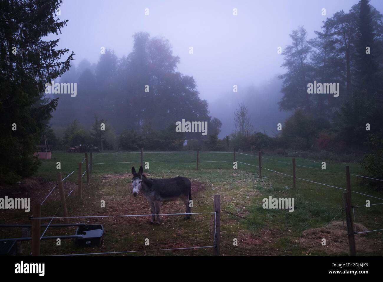 Single donkey standing alone in a paddock in the early morning, Germany ...