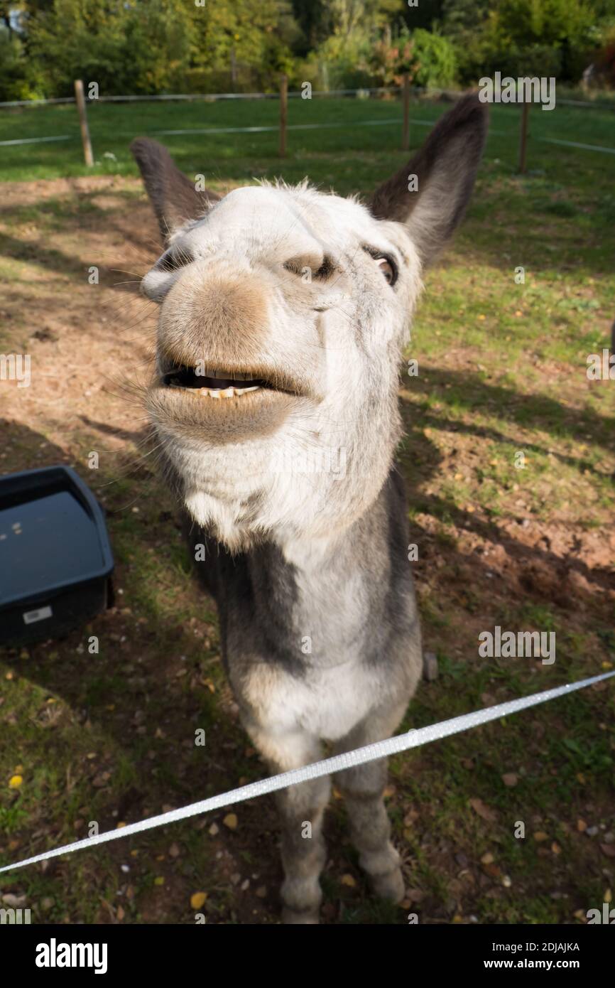 Palatinate forest in morning mist hi-res stock photography and images ...