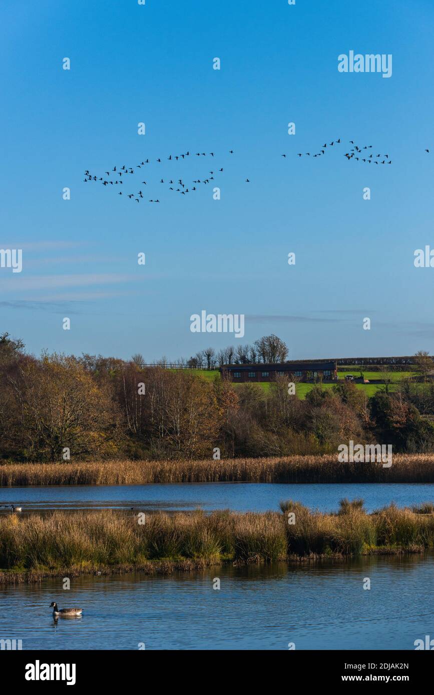 Brent Geese in flight, Brent Goose (Branta bernicla) in Devon in ...