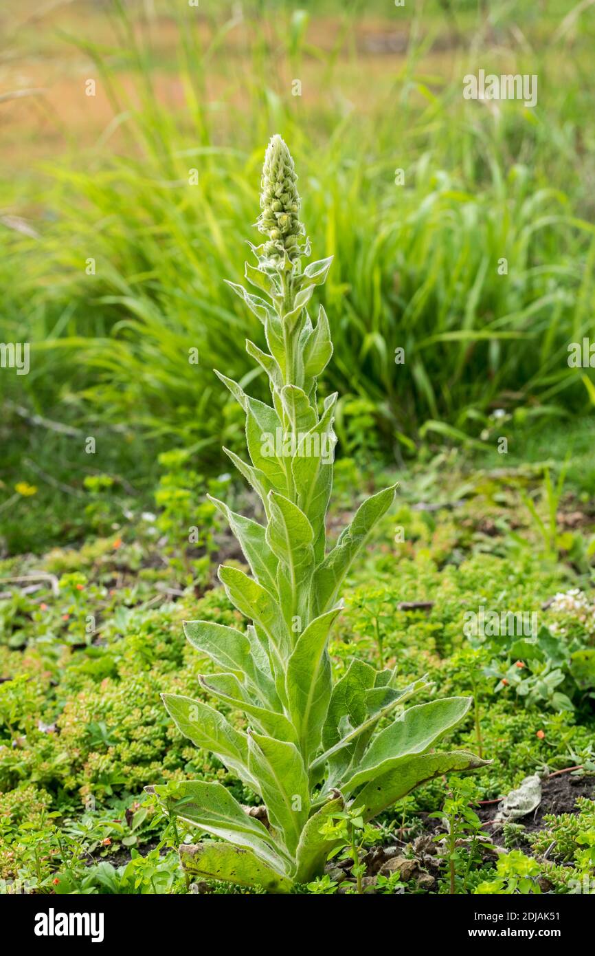 Great Mullein Verbascum thapsus growing on the Great Ormes head in ...