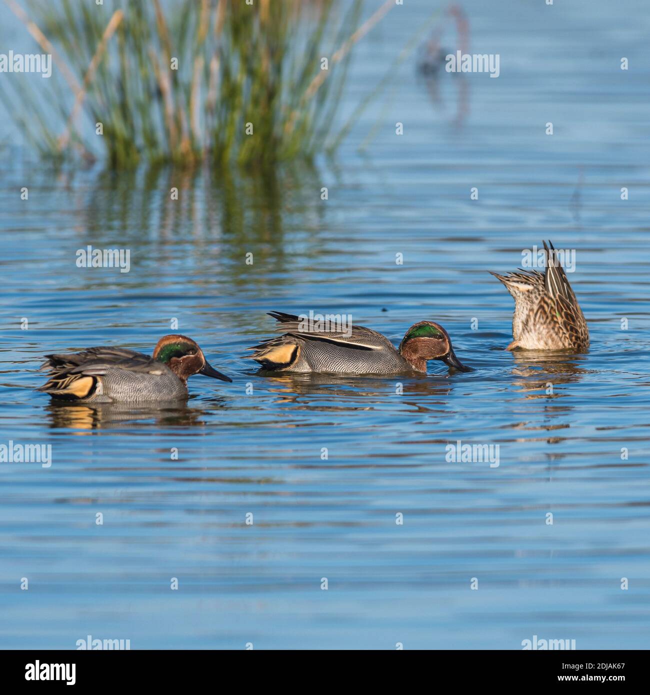Eurasian Teal, Common Teal, Eurasian Green-winged Teal, Anas crecca ...