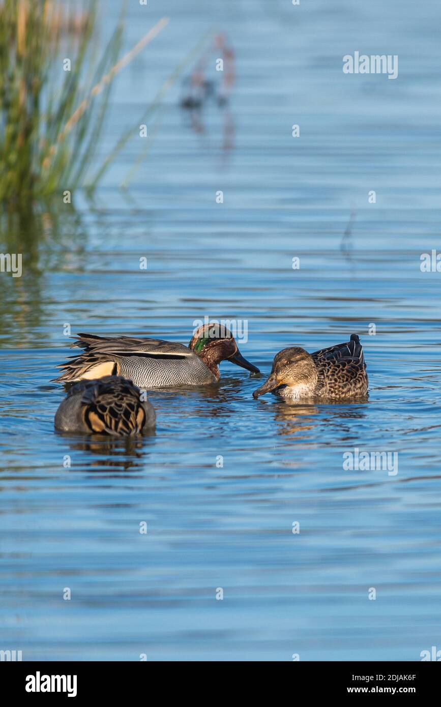 Eurasian Teal, Common Teal, Eurasian Green-winged Teal, Anas crecca ...