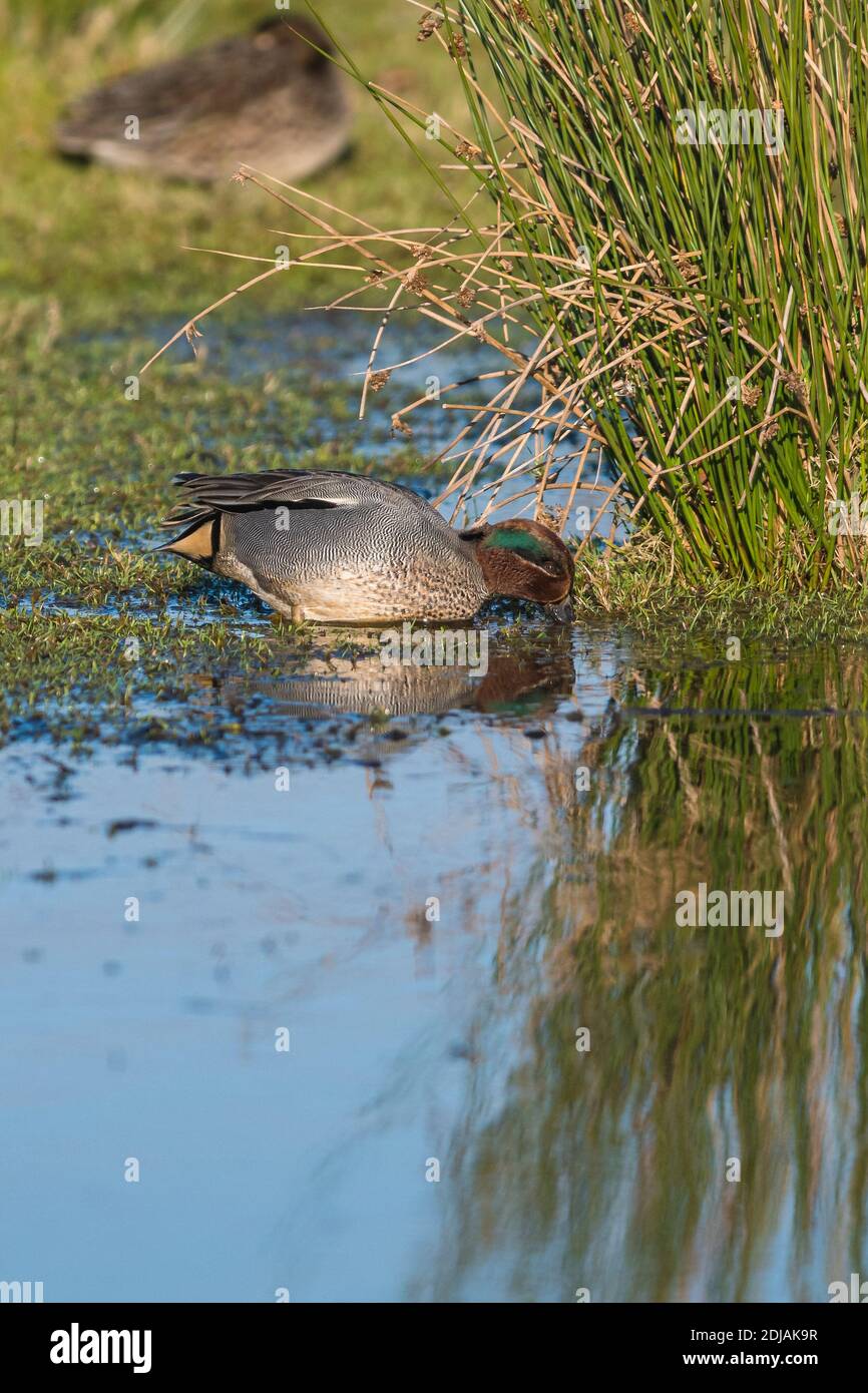 Eurasian teal anas crecca hi-res stock photography and images - Alamy