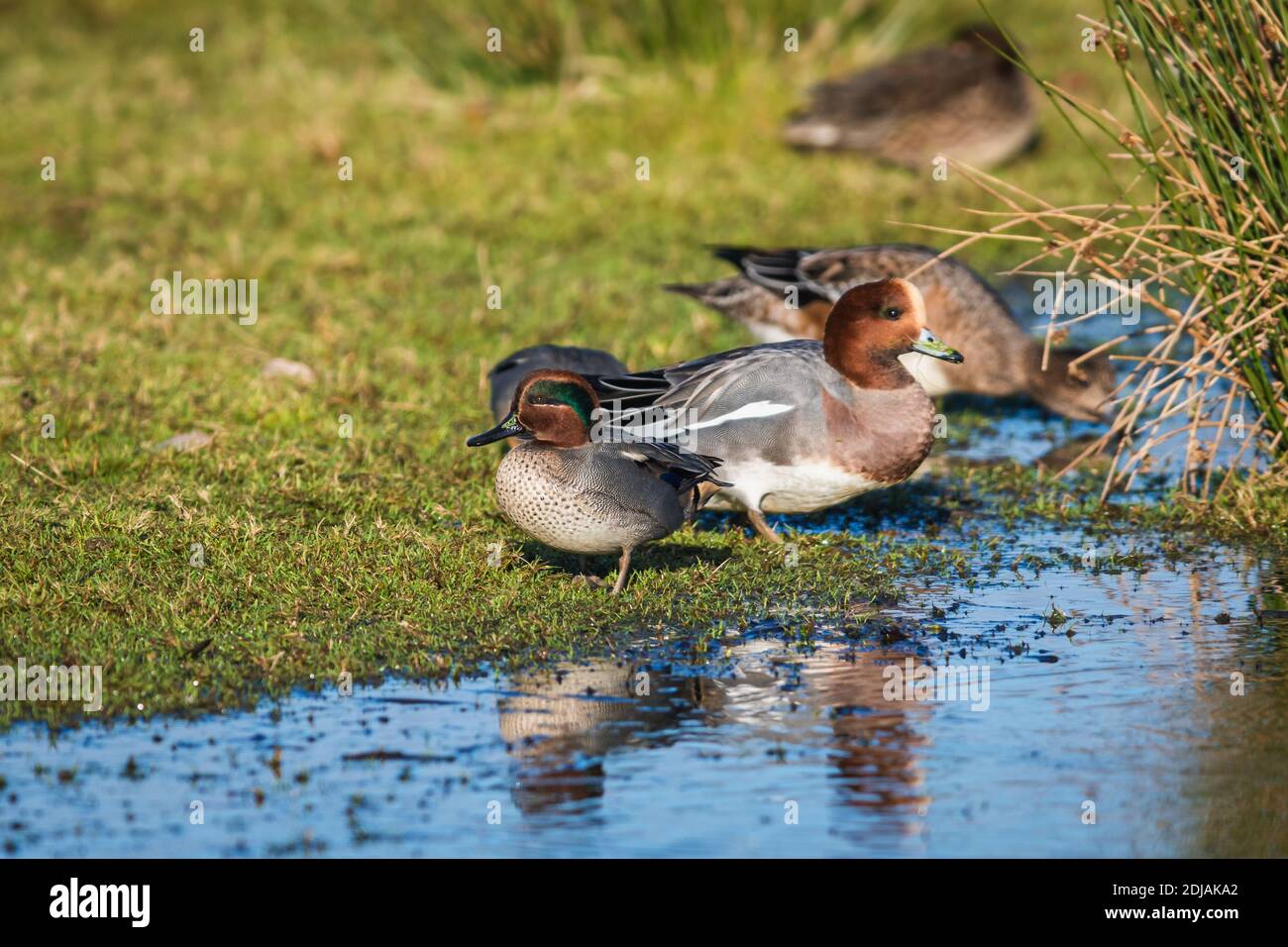 Eurasian Teal, Common Teal, Eurasian Green-winged Teal, Anas crecca ...