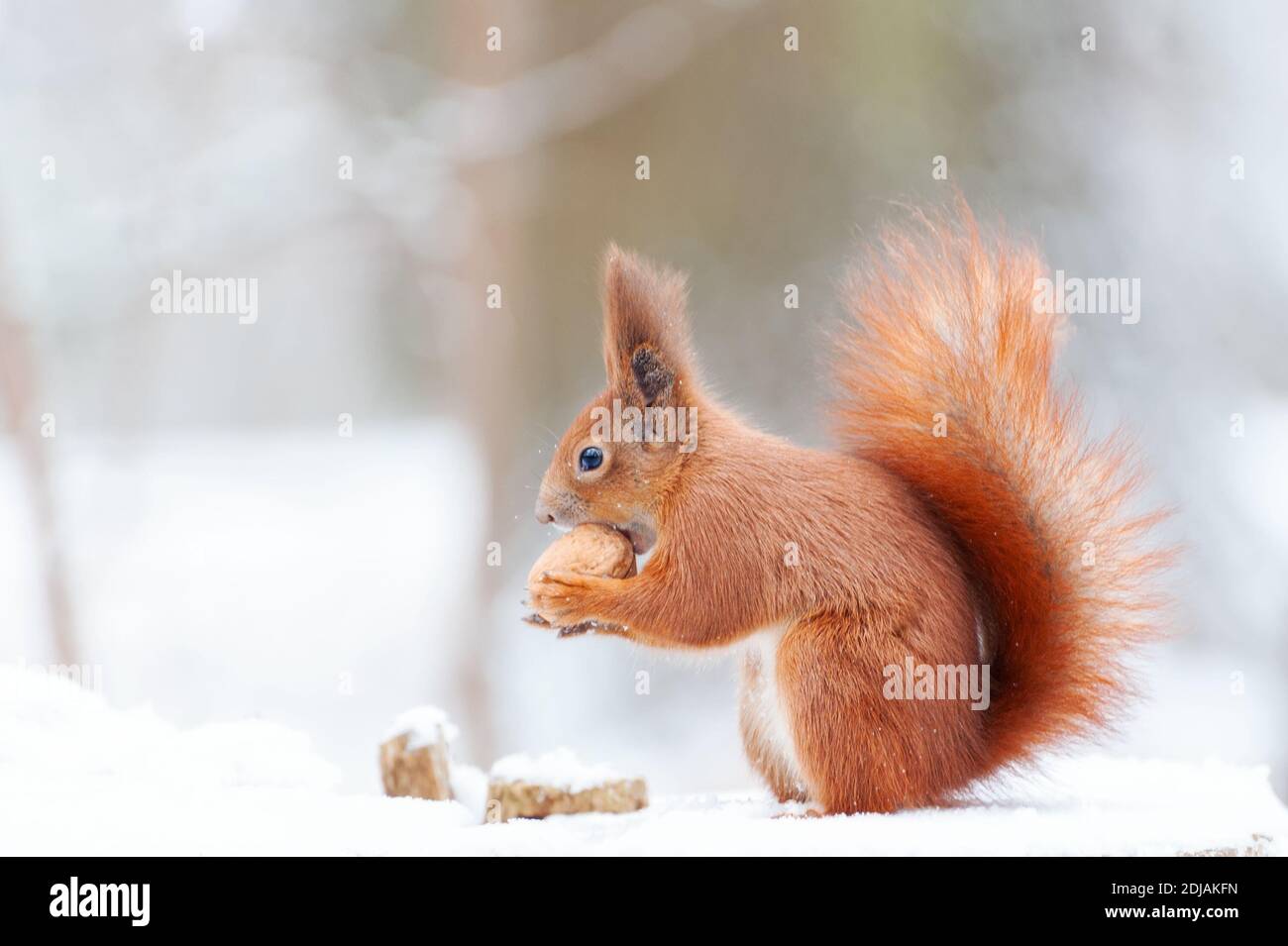 Eurasian red squirrel (Sciurus vulgaris) in snow . Cute red squirrel ...